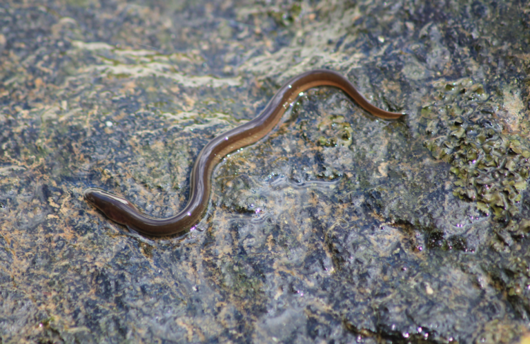 Elvers (Glass Eels) and Their Critical Role in Freshwater 1